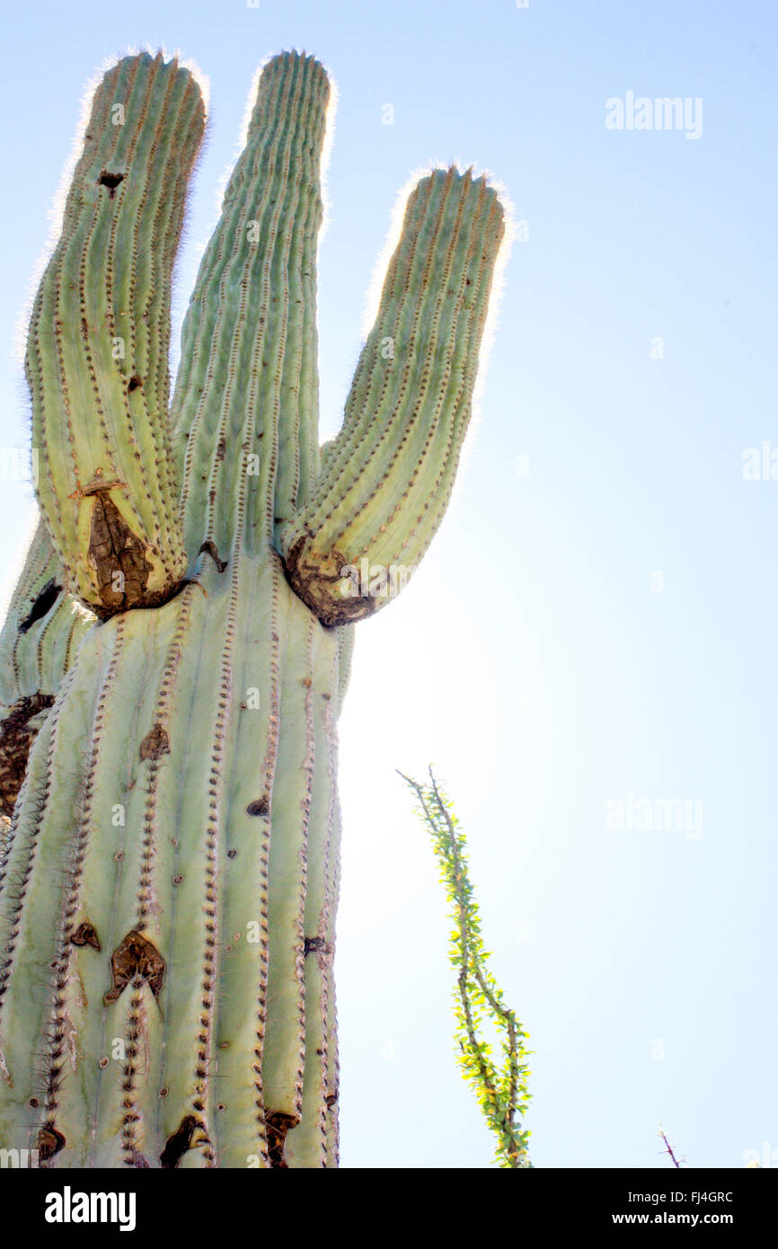 Saguaro cactus skeleton hi-res stock photography and images - Alamy