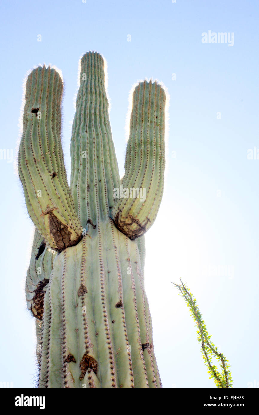 Saguaro ribs hi-res stock photography and images - Alamy