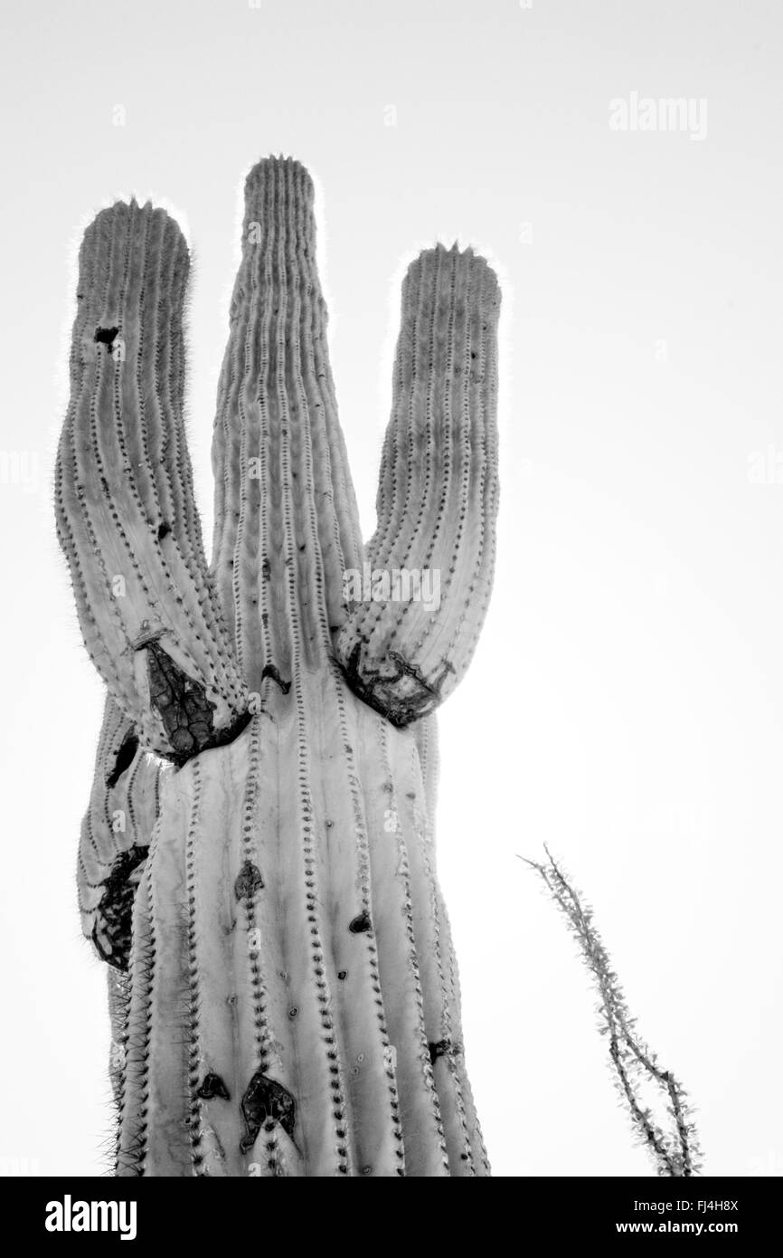 Saguaro Cactus Skeleton High Resolution Stock Photography and Images ...