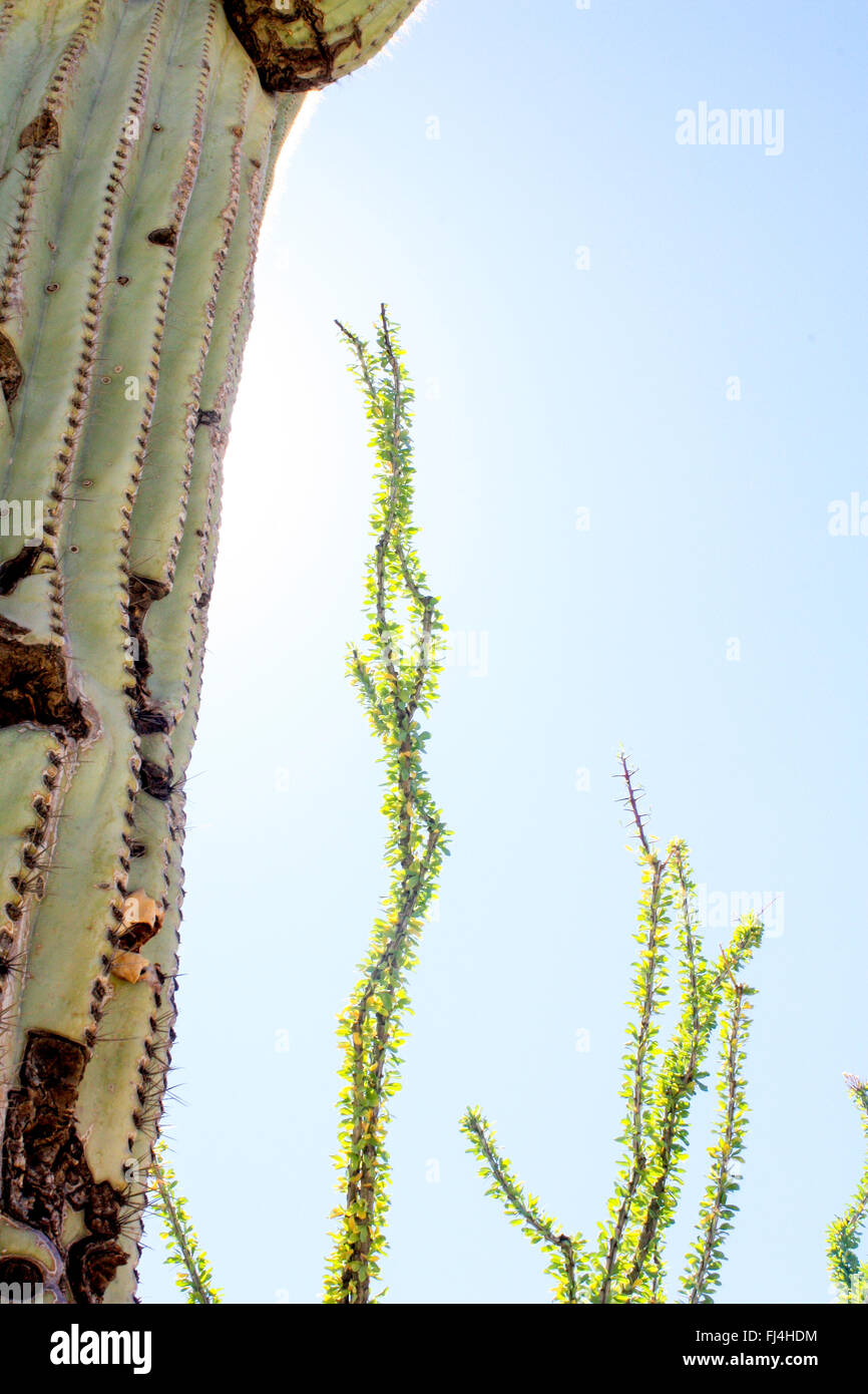 Saguaro ribs hi-res stock photography and images - Alamy