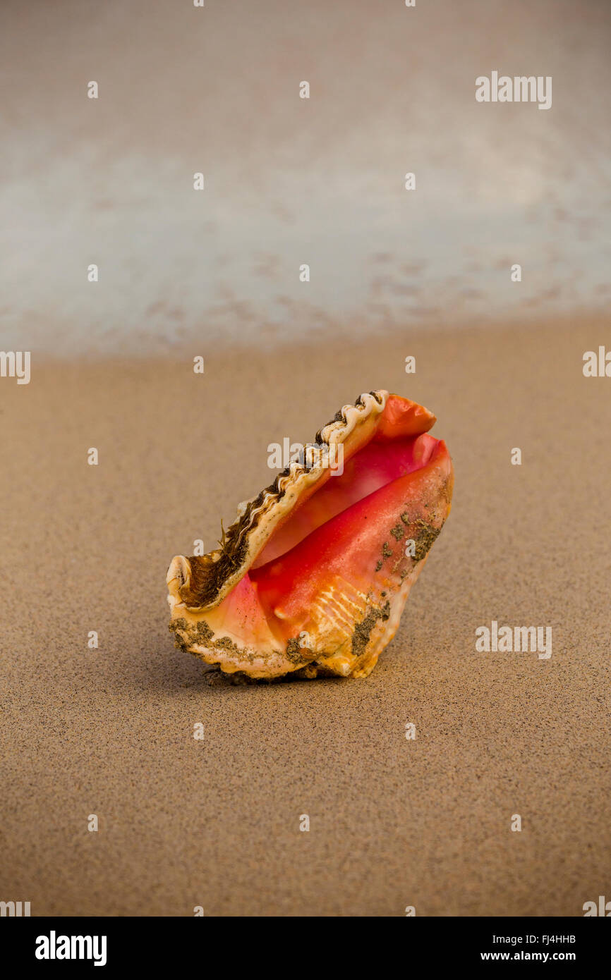 Conch shell beach waves hi-res stock photography and images - Alamy