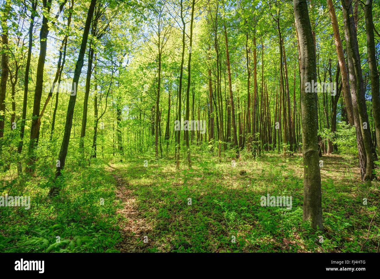 Sunlight In Deciduous Forest, Summer Nature. Sunny Trees And Green ...