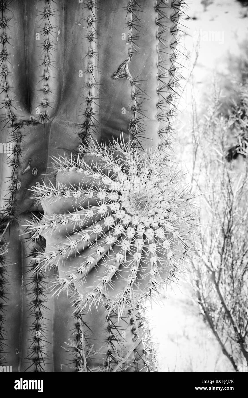 Saguaro texture Black and White Stock Photos & Images - Alamy