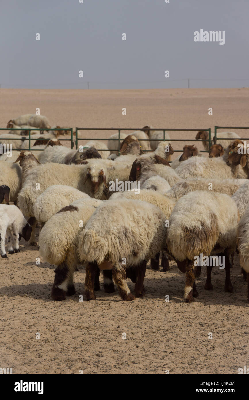 Sheep in the desert Stock Photo - Alamy