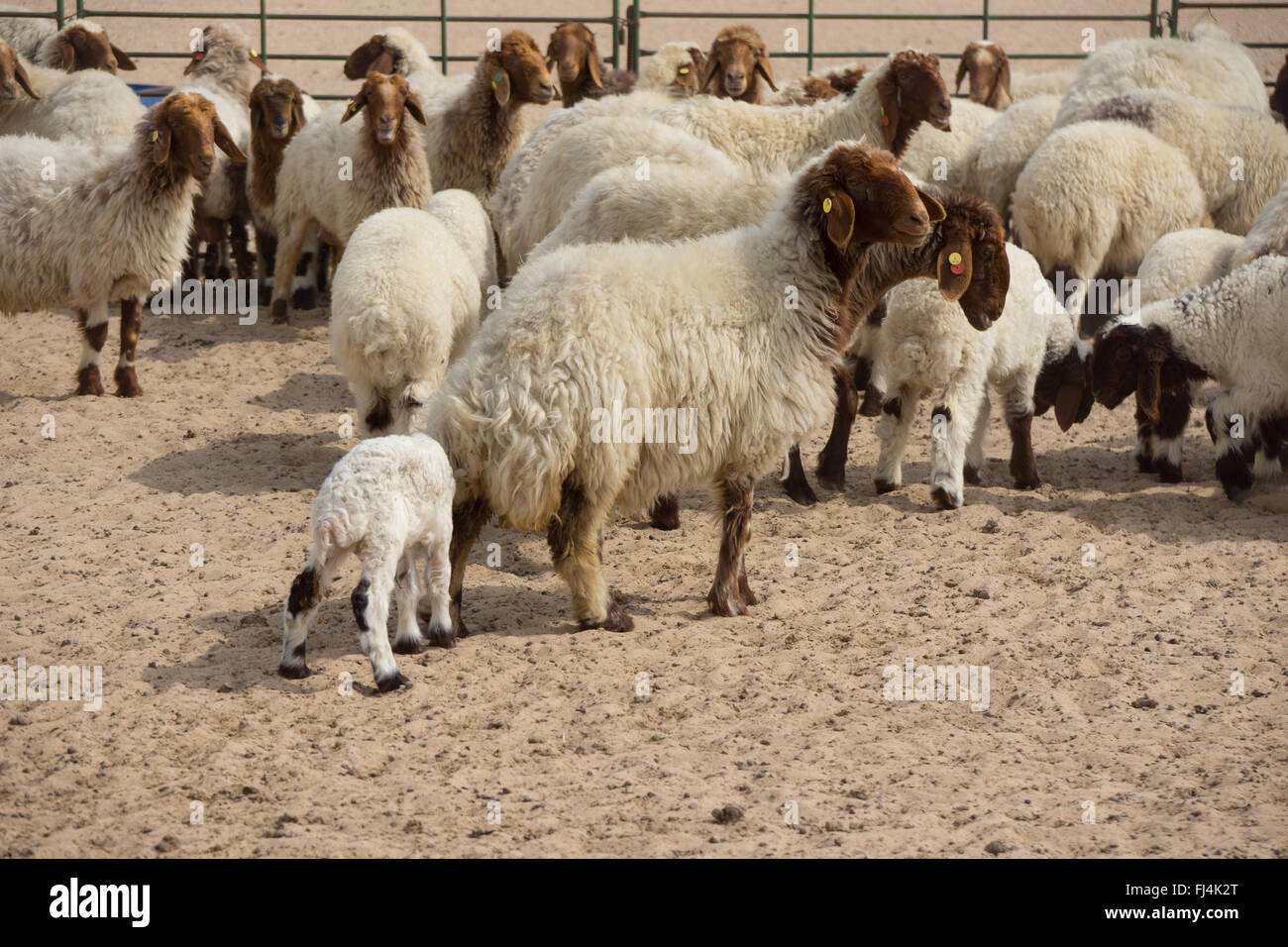 Sheep in the desert Stock Photo - Alamy