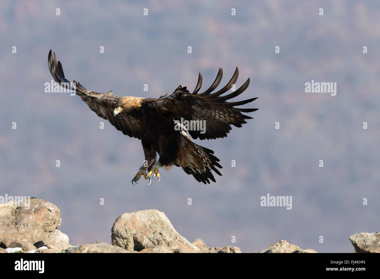 Golden eagle in flight hi-res stock photography and images - Alamy