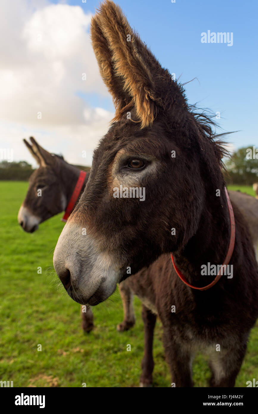 Two donkeys in profile Stock Photo - Alamy