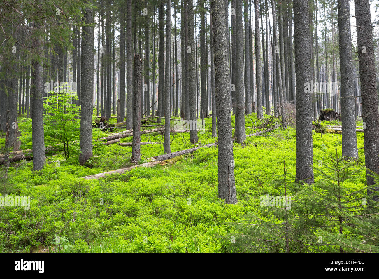 Trees lined up in a forest along a trail in Tatra National Park ...