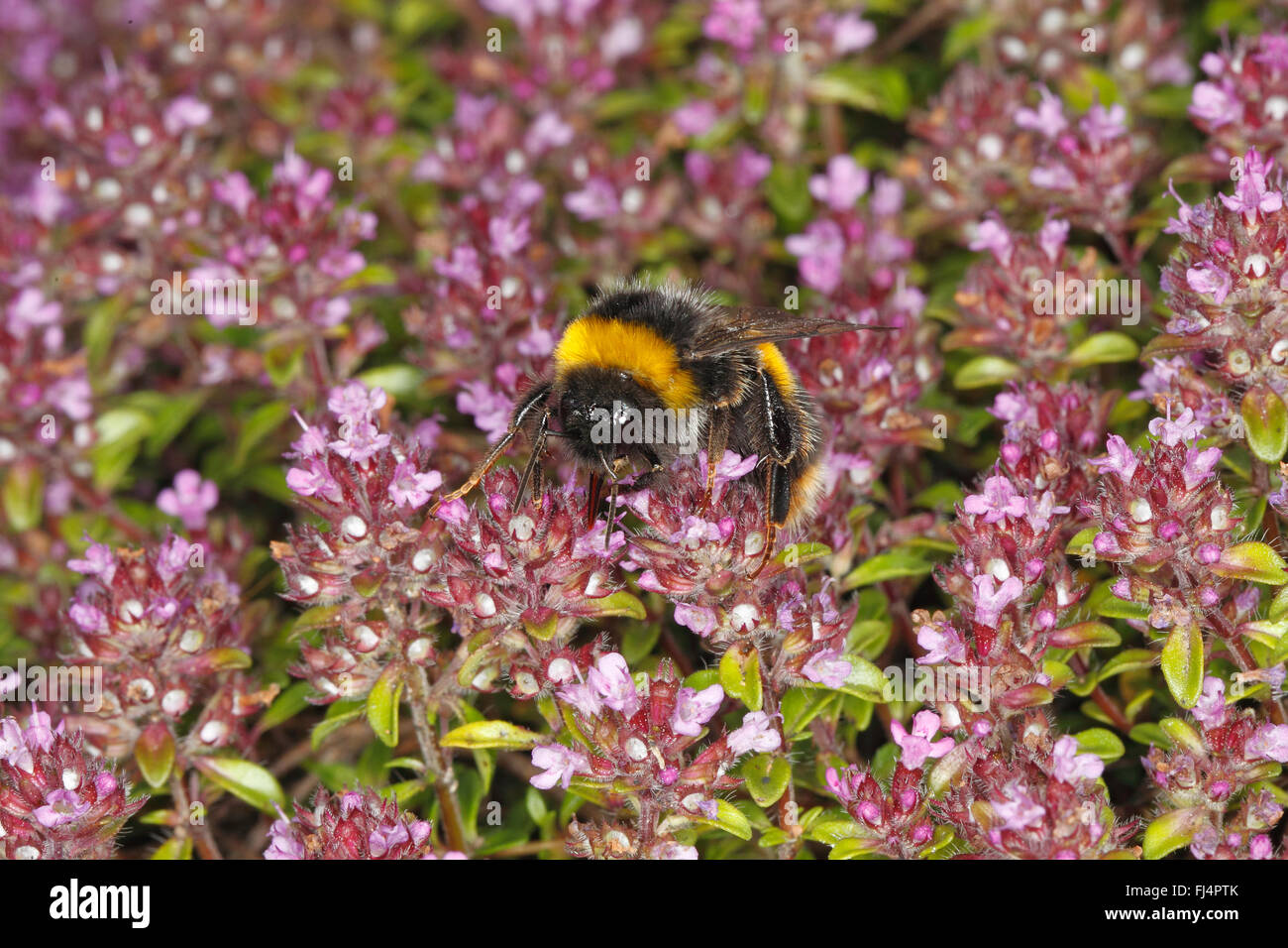 Buff-tailed Bumble Bee (Bombus terrestris) feeding on Thyme (Thymus) in ...