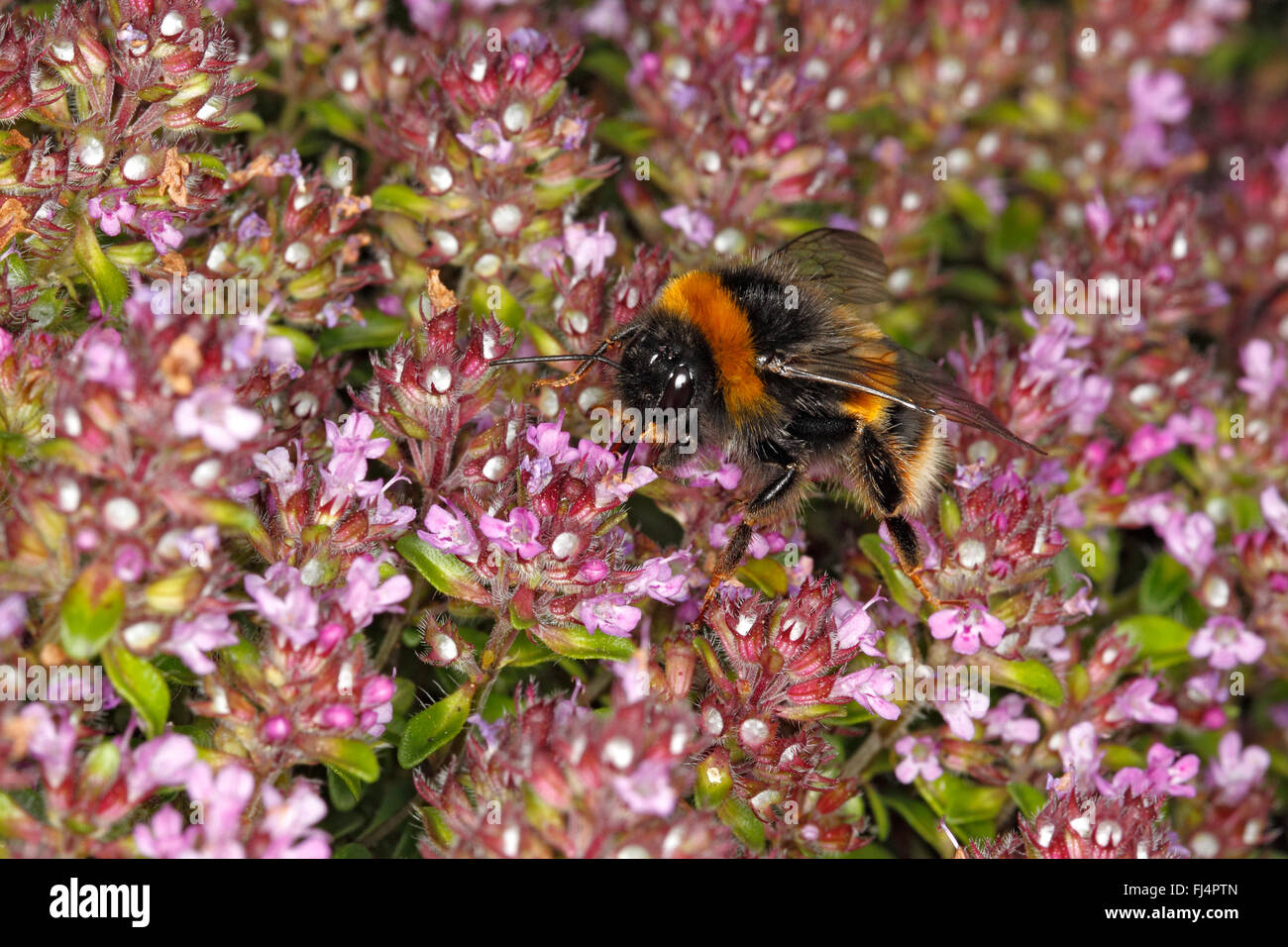 Buff-tailed Bumble Bee (Bombus terrestris) queen feeding on Thyme ...