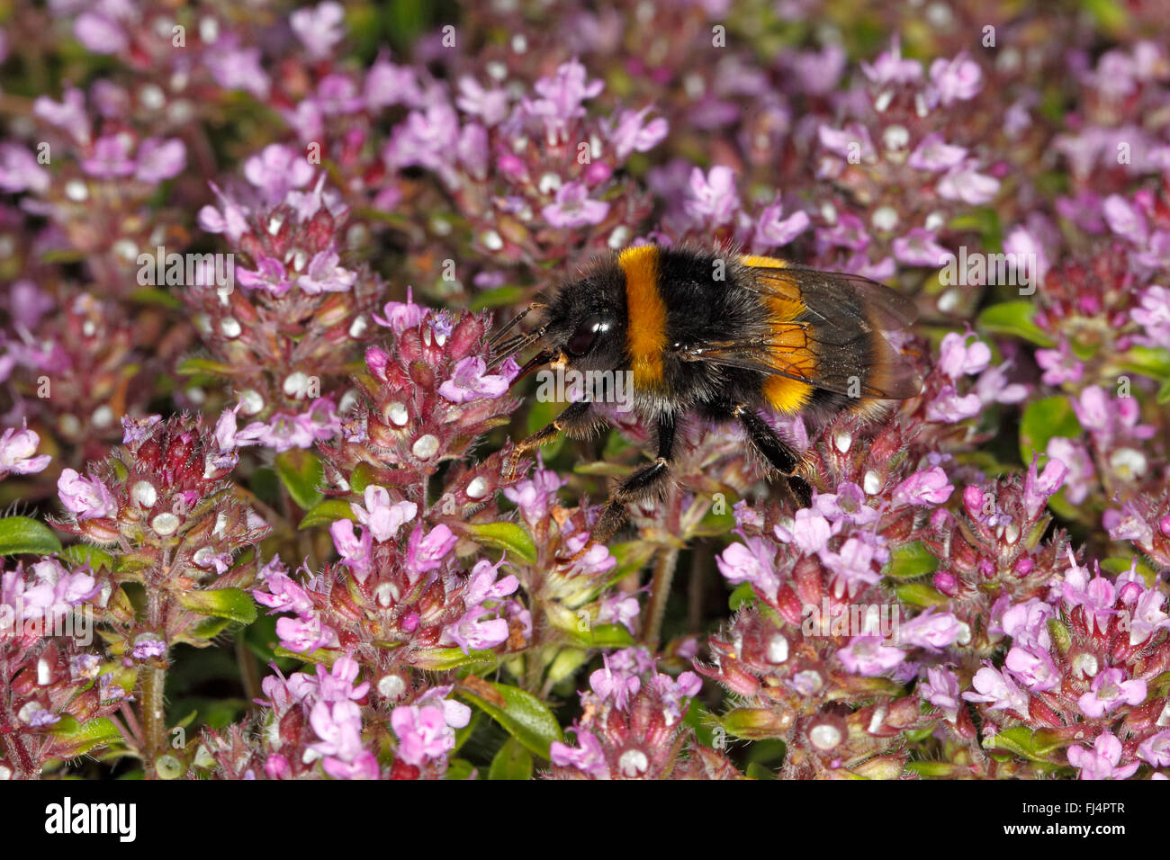 Buff-tailed Bumble Bee (Bombus terrestris) feeding on Thyme (Thymus) in ...