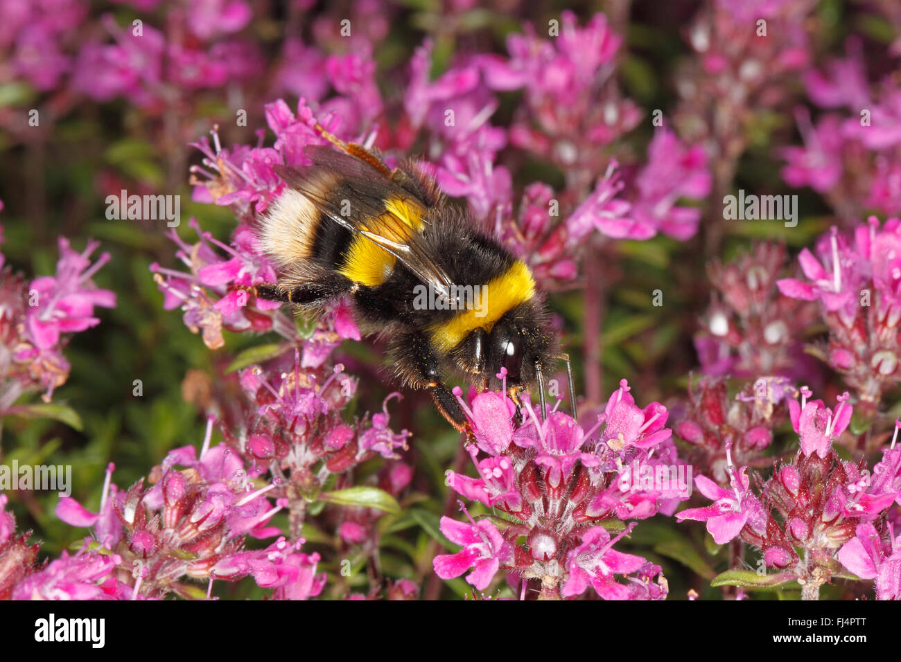 Buff-tailed Bumble Bee (Bombus terrestris) queen feeding on Thyme ...