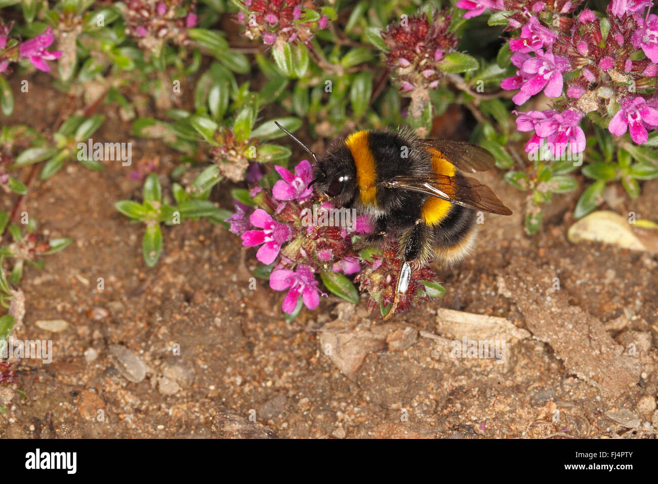 Buff-tailed Bumble Bee (Bombus terrestris) queen feeding on Thyme ...