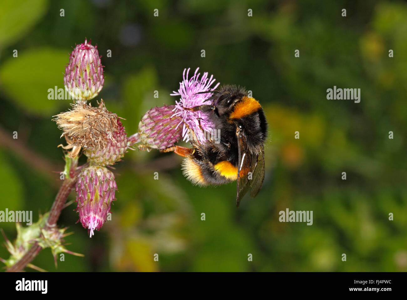 Buff-tailed Bumble Bee (Bombus terrestris) queen feeding on Creeping ...