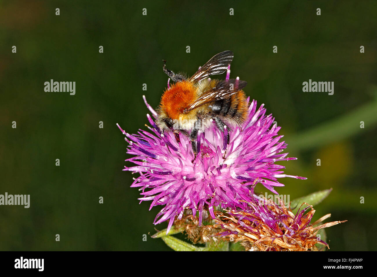 Carder bumble bee hi-res stock photography and images - Alamy