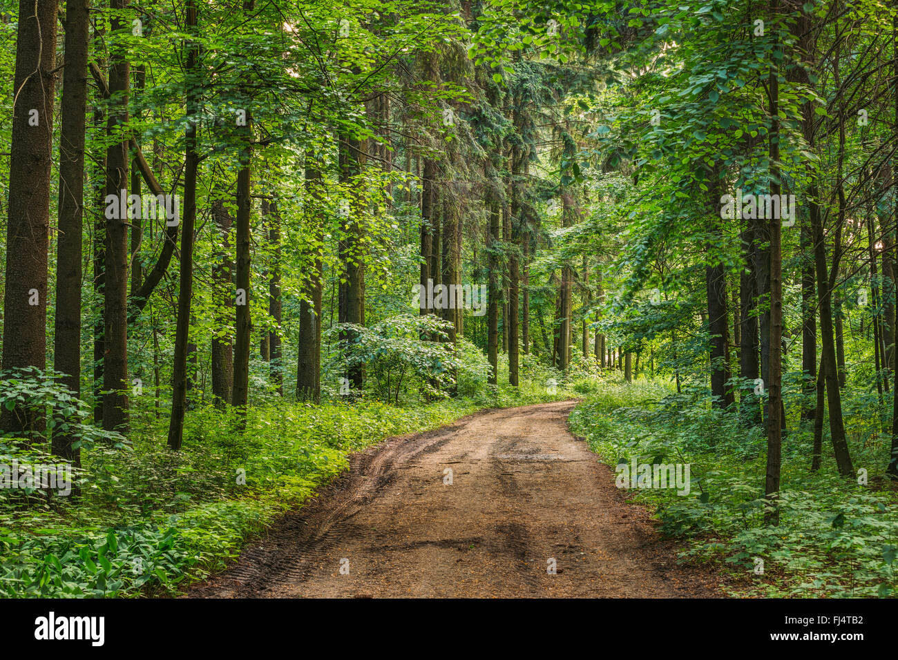 Beautiful Sandy Road Lane, Path, Way in summer deciduous forest trees ...