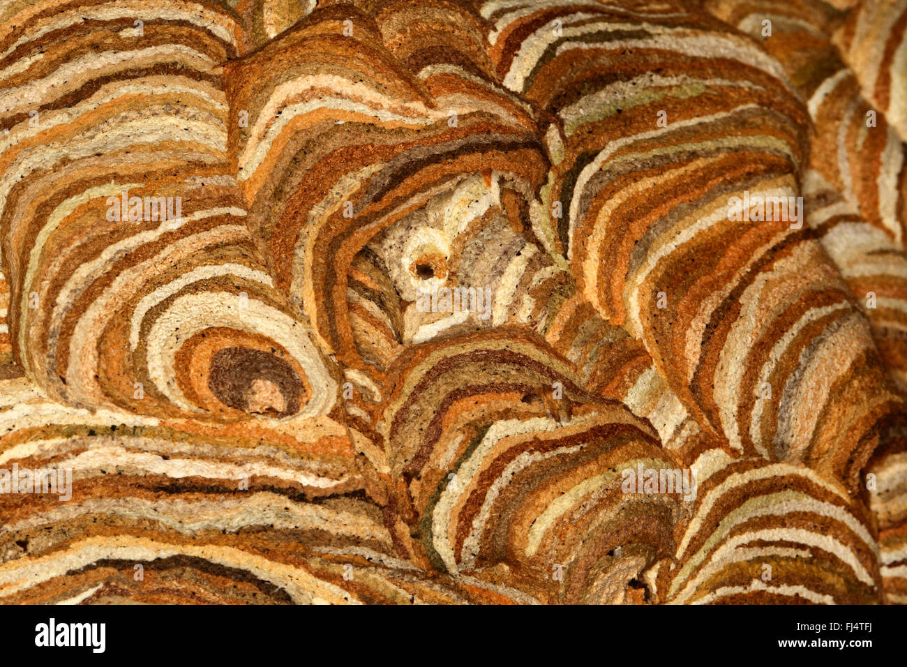 Common Wasp (Vespula vulgaris) nest close-up in garden shed Cheshire UK ...