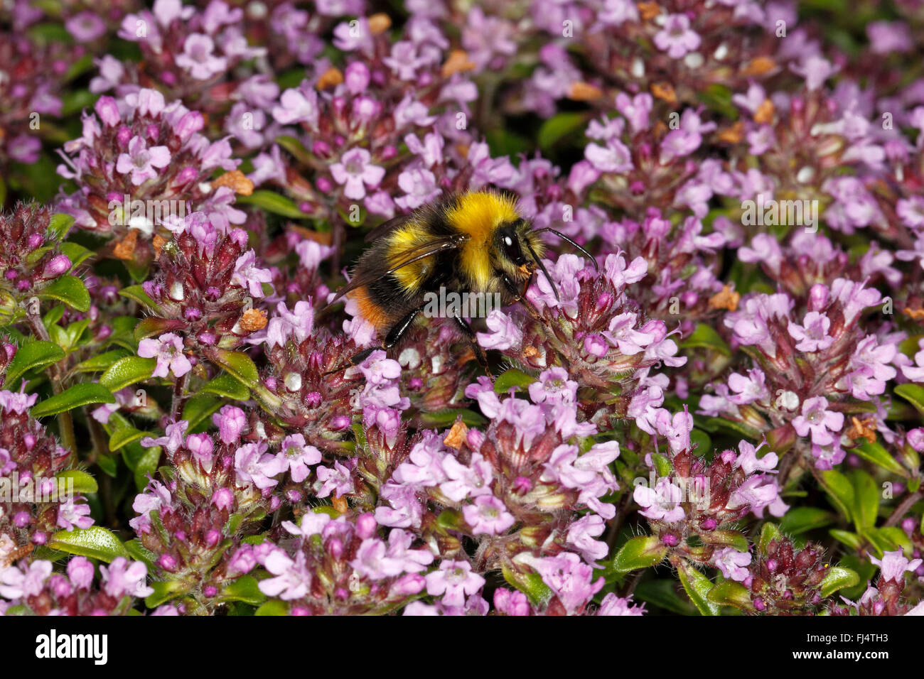 Early Bumble Bee (Bombus pratorum) male feeding on Thyme (Thymus) in ...