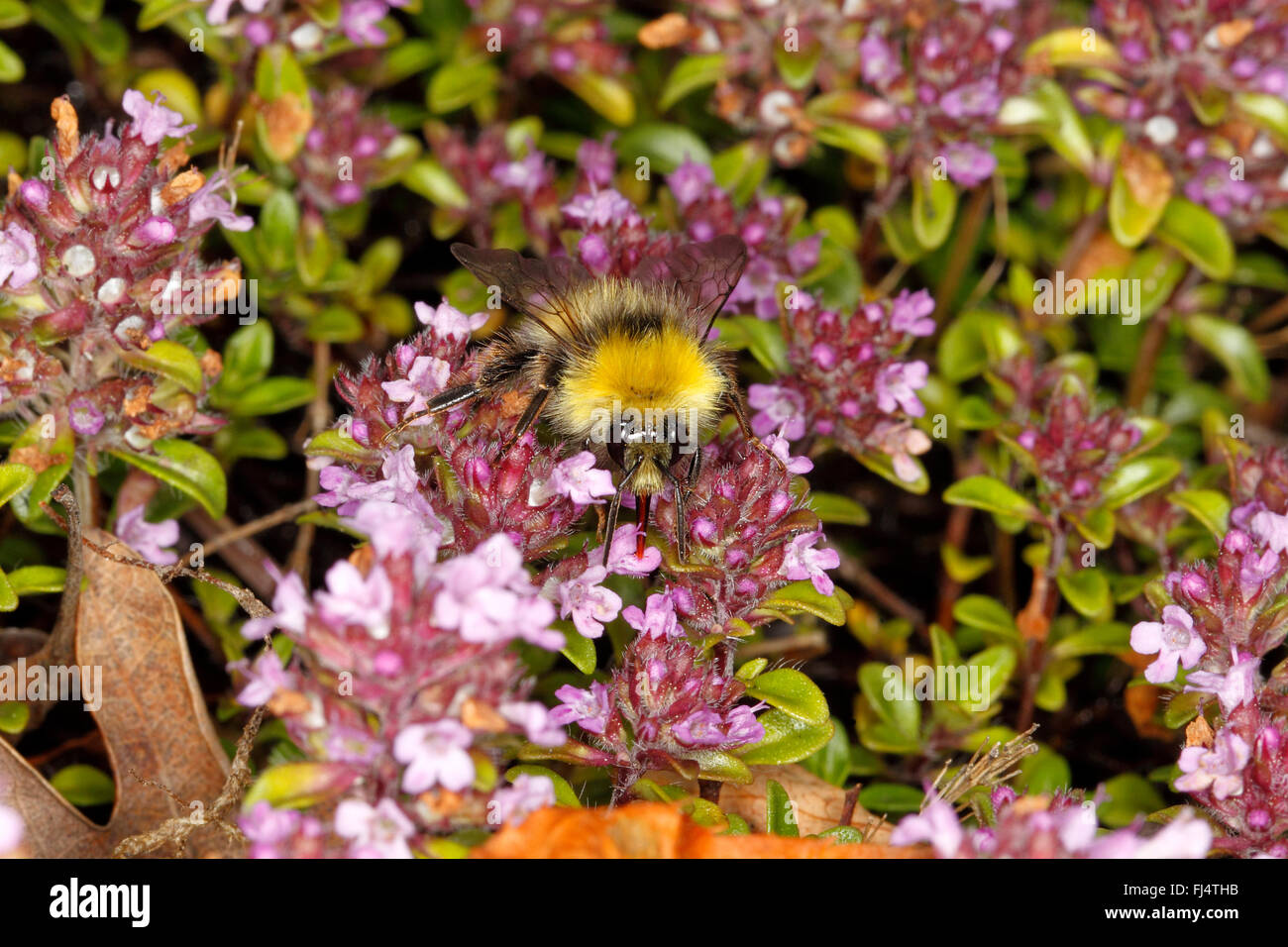 Garden thyme english thyme thymus hi-res stock photography and images ...