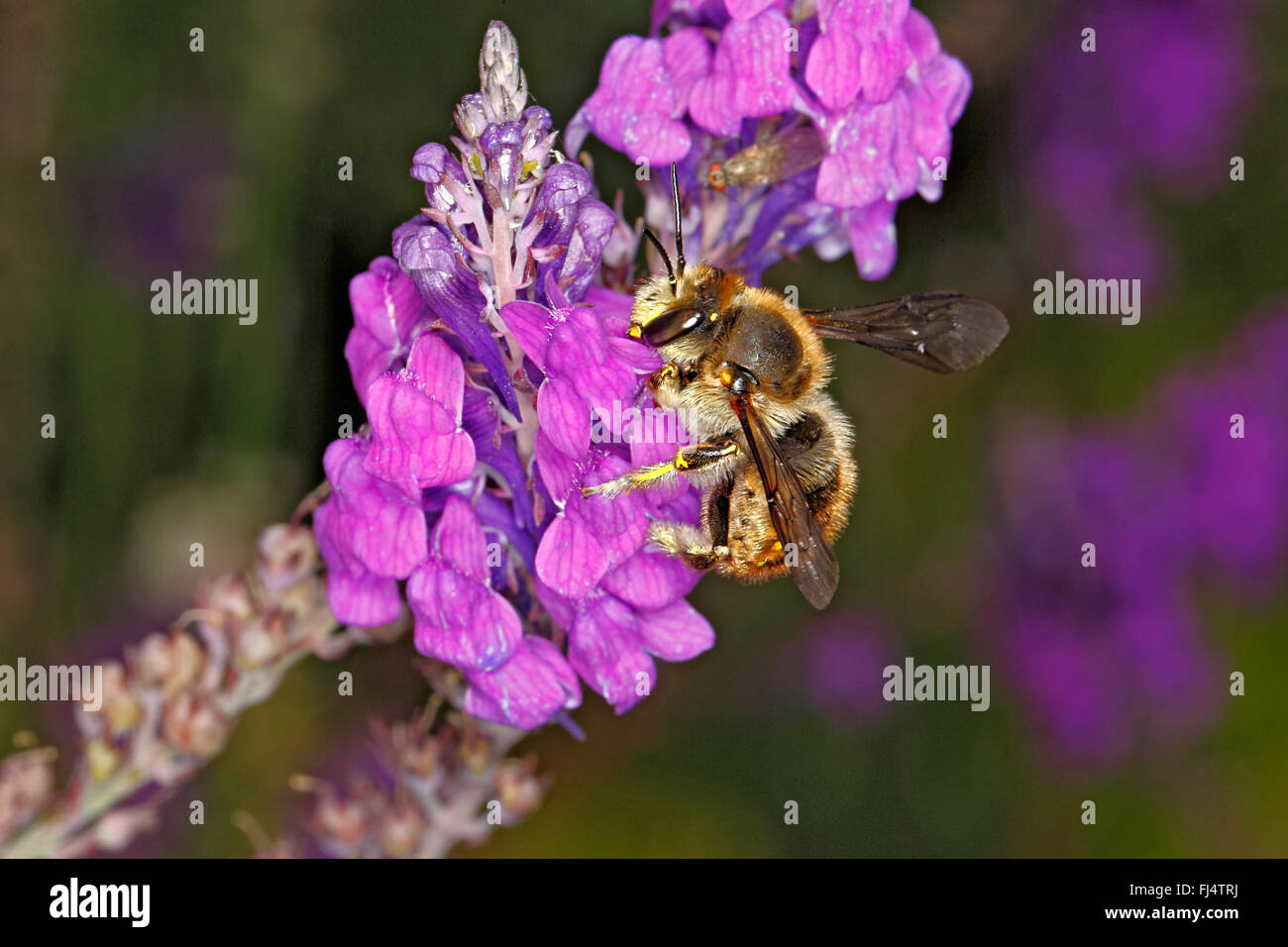 Wool-carder Bee (Anthidium manicatum) feeding on Purple Toadflax ...