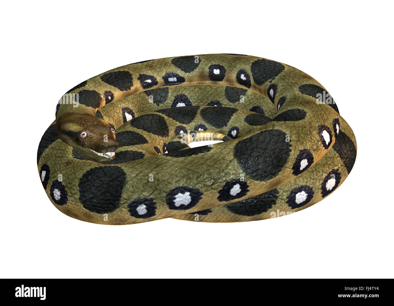 Green anaconda or latin eunectes murinus Cut Out Stock Images ...