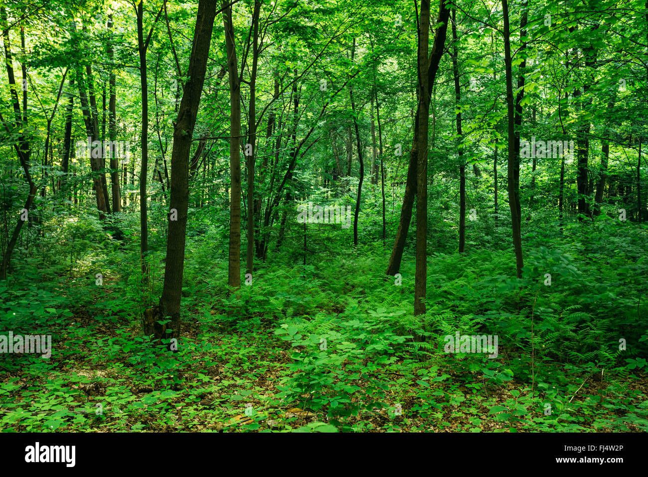 Summer Green Deciduous Forest Woods. Beautiful Nature Stock Photo - Alamy