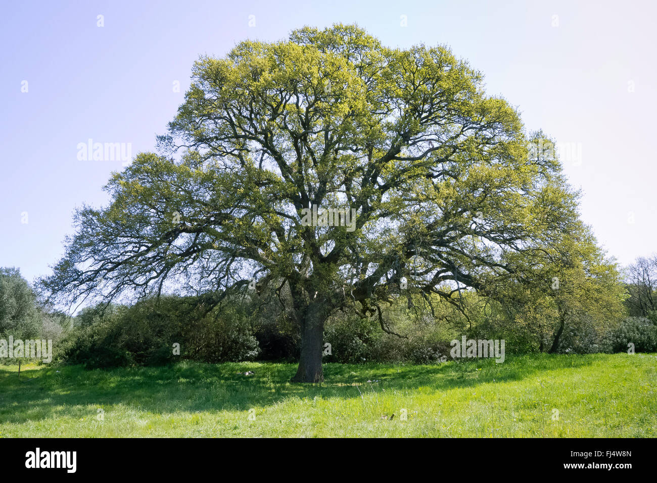 Mediterranean oak tree Stock Photo: 97223301 - Alamy