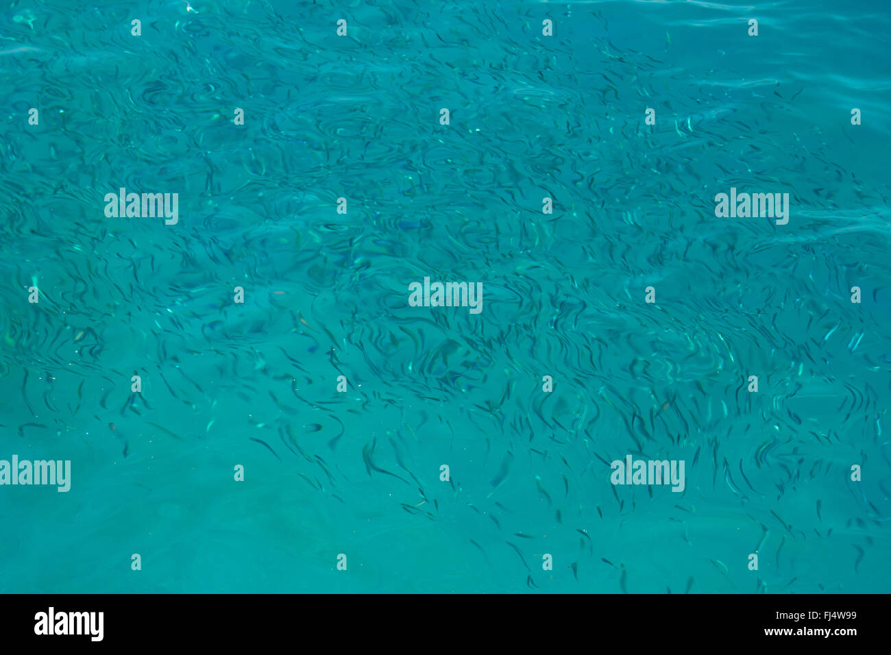 Shoal fish sea hi-res stock photography and images - Alamy