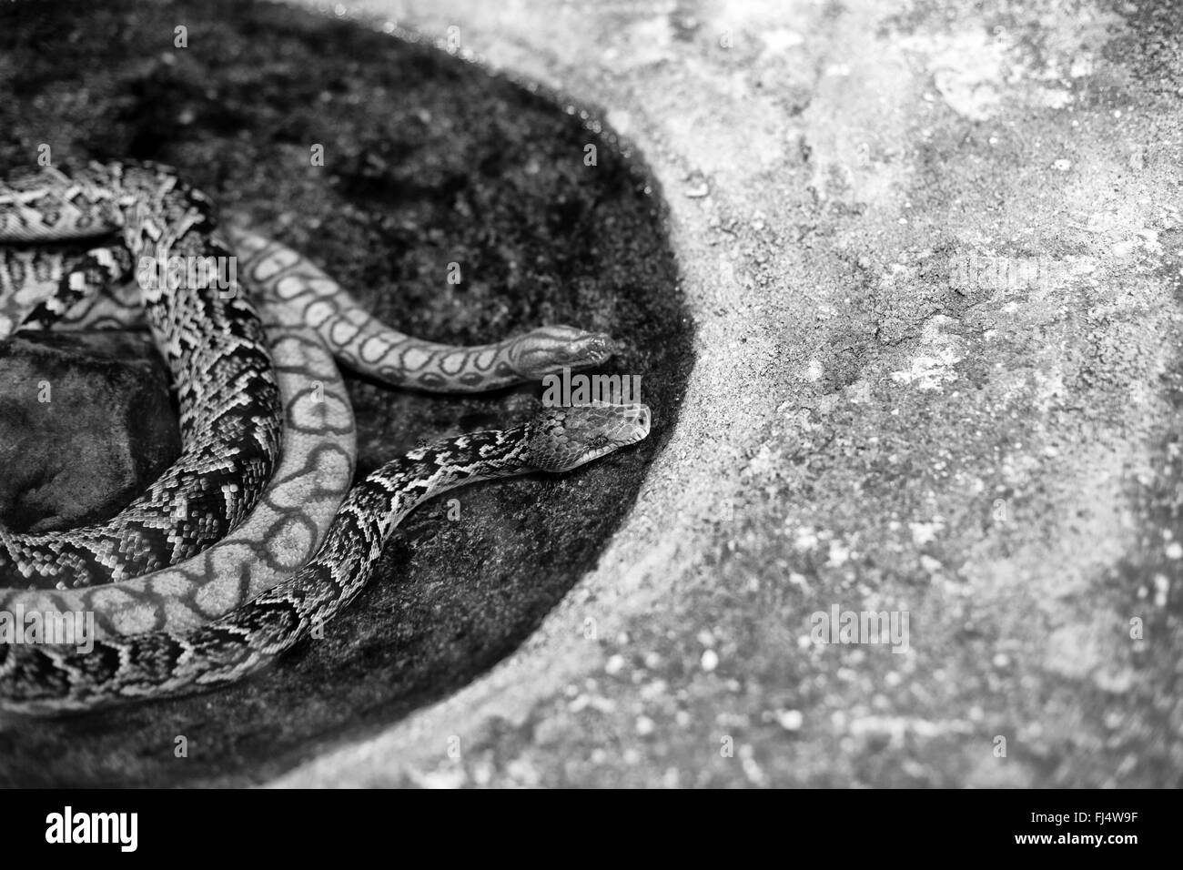 Close up of the snakes Stock Photo - Alamy
