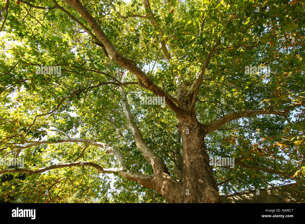 Old maple tree hi-res stock photography and images - Alamy