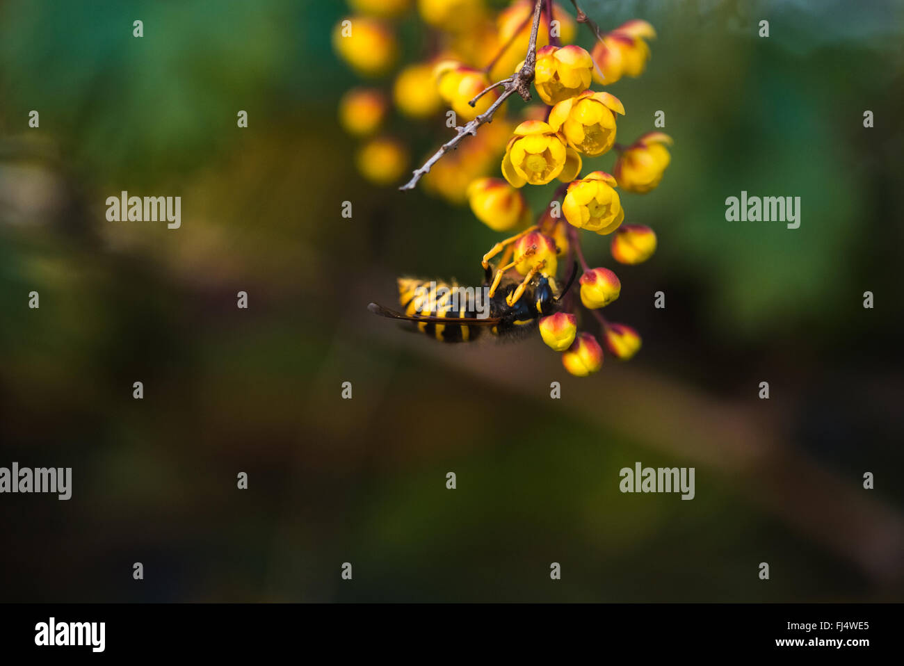 branch of a blossoming spring Berberis ottawensis with wasp Stock Photo ...