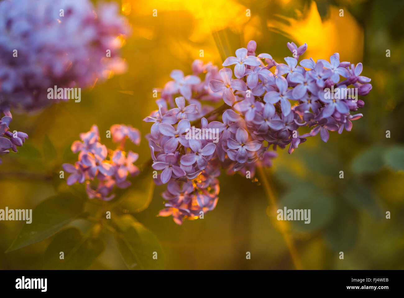 bunch colors delicate purple lilacs in the rays of the setting sun ...