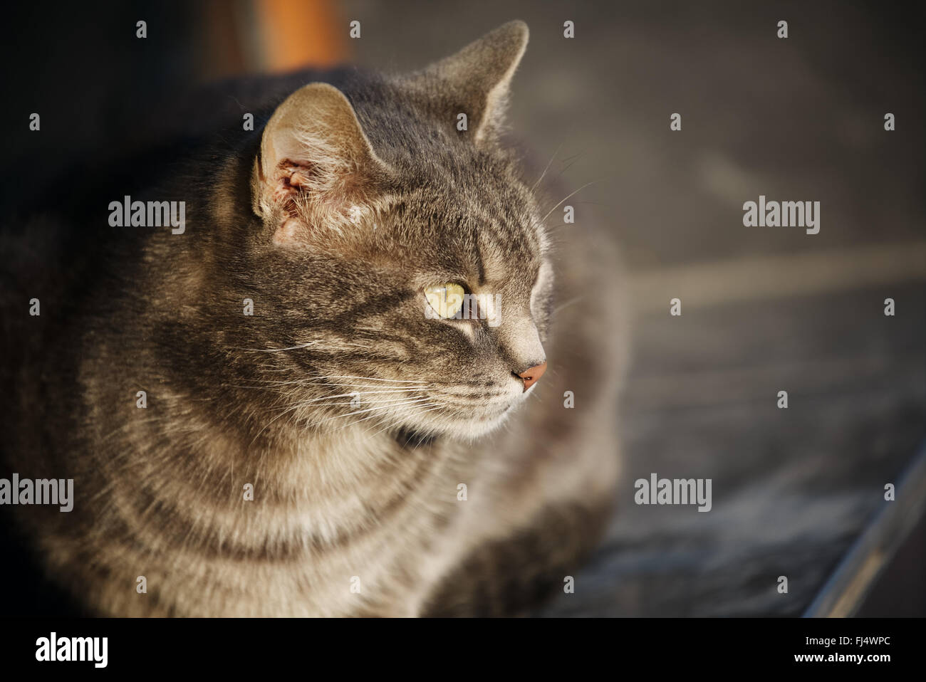 Pleased street cat sitting squinting into the sunset Stock Photo - Alamy