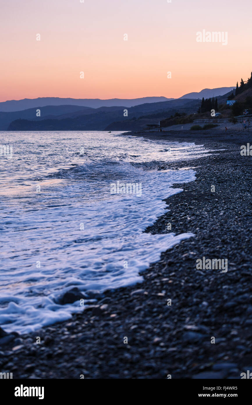 Sea peach hi-res stock photography and images - Alamy