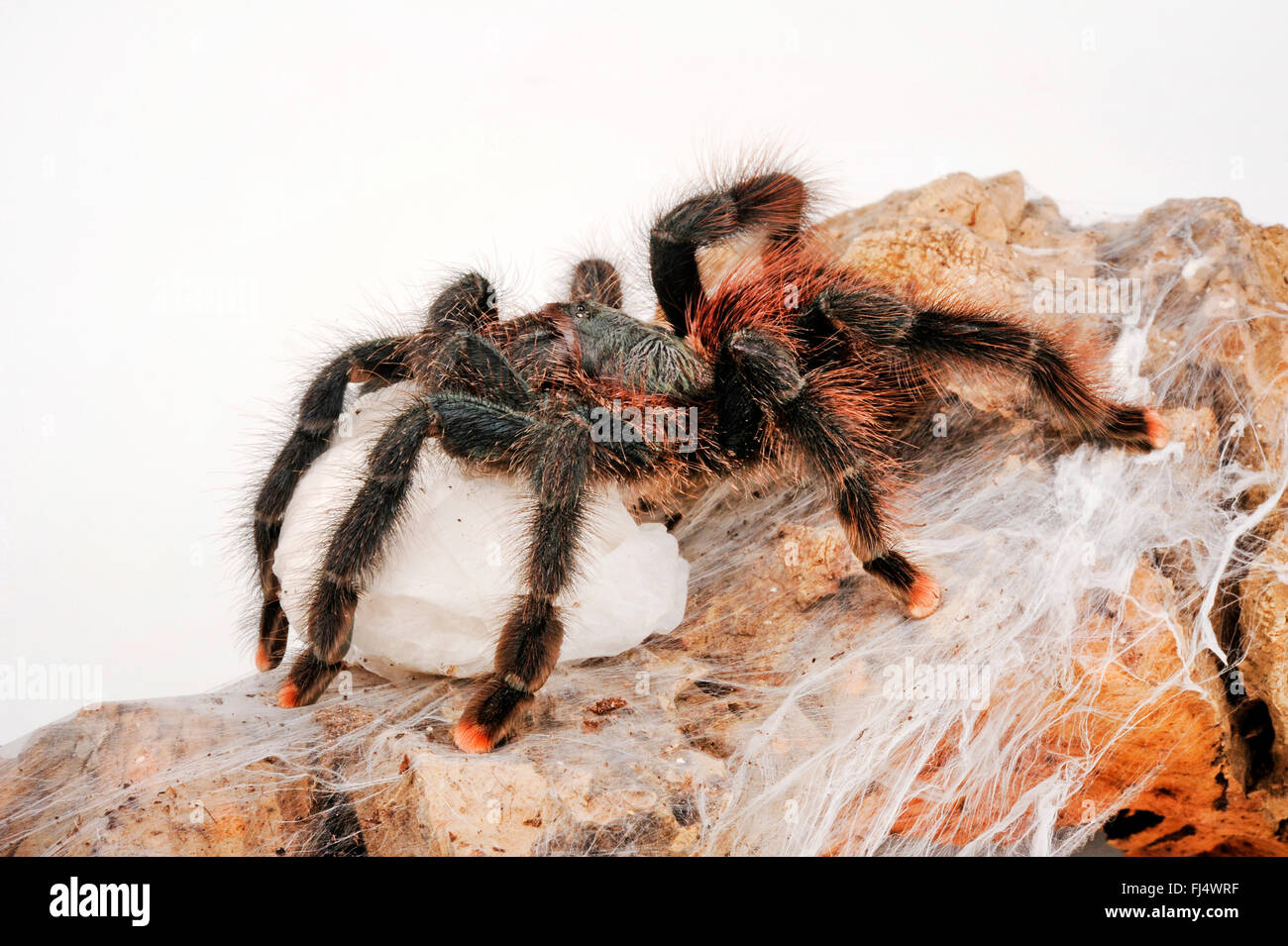 Mexican Pink Toe Tarantula