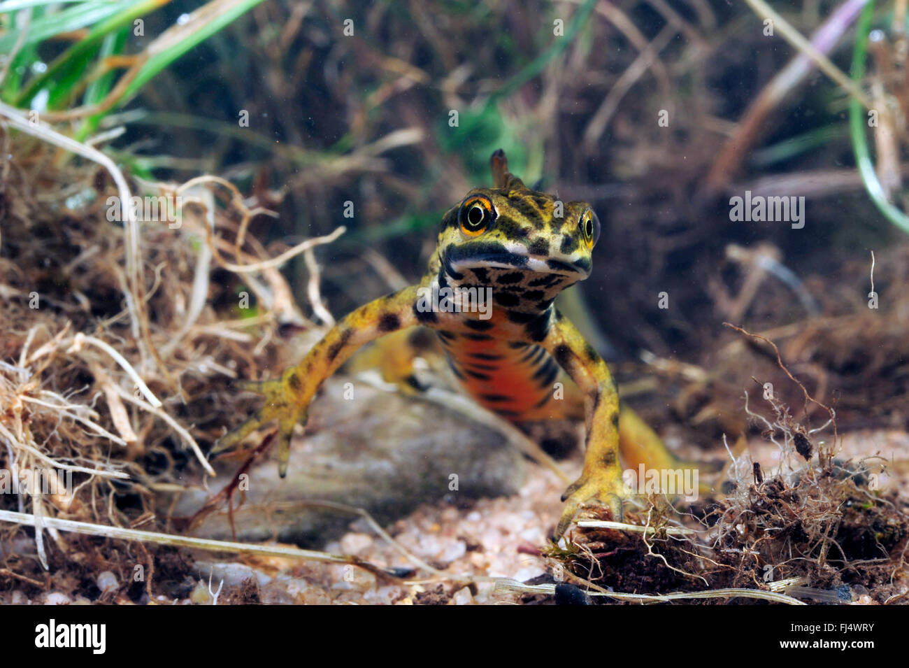 Newt spawning hi-res stock photography and images - Alamy