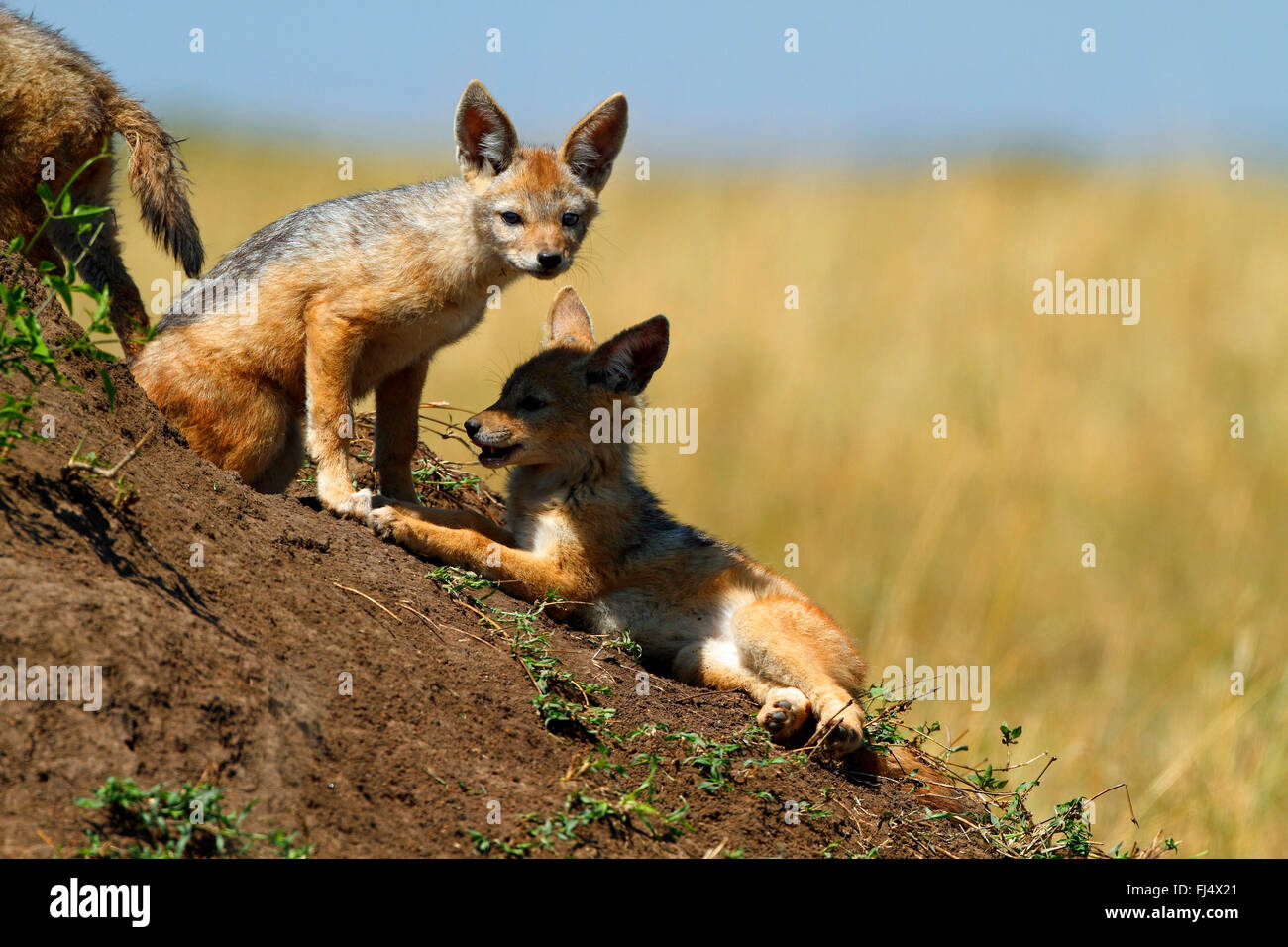black-backed jackal (Canis mesomelas), two cubs, Kenya, Masai Mara National Park Stock Photo - Alamy