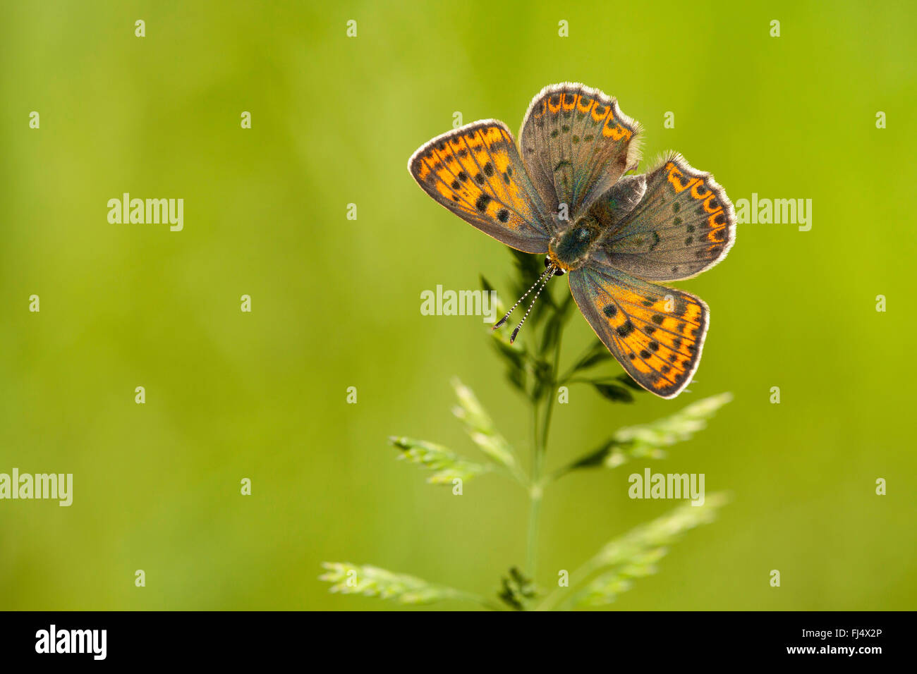 sooty copper (Heodes tityrus, Loweia tityrus, Loweia tityrus, Lycaena ...