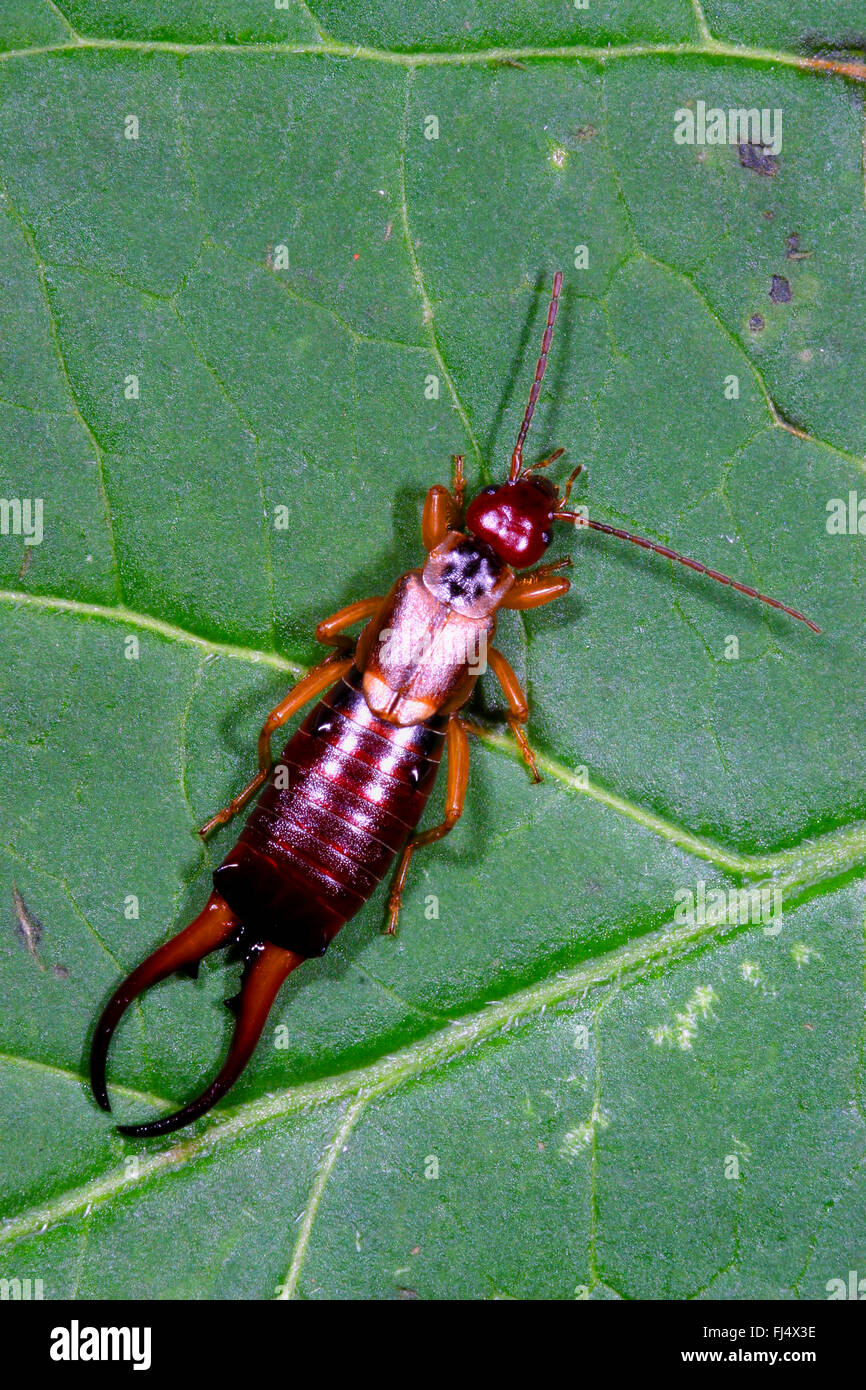 Earwig hi-res stock photography and images - Alamy
