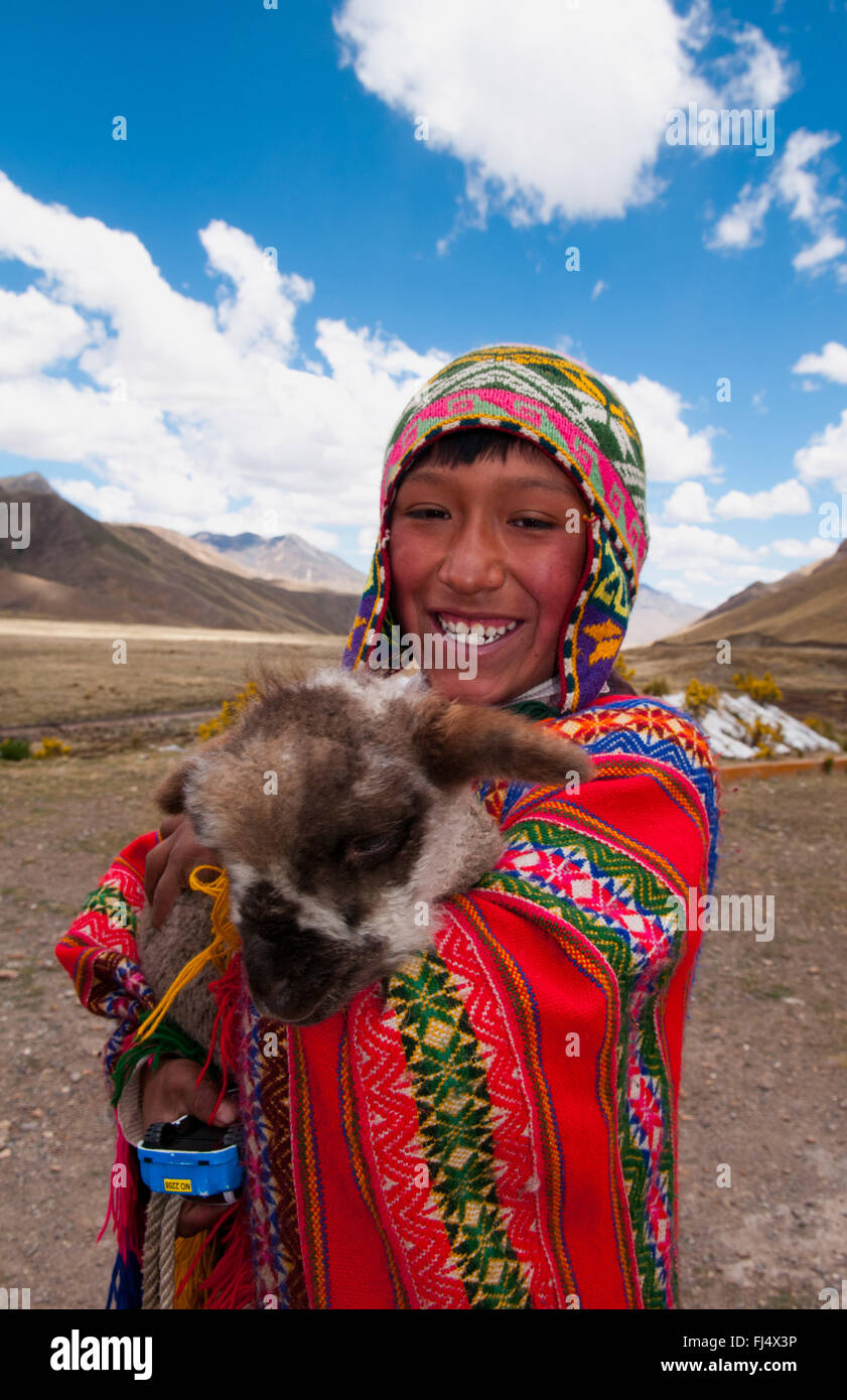 alpaca (Lama pacos, Vicugna pacos), Peruvian boy in traditional ...