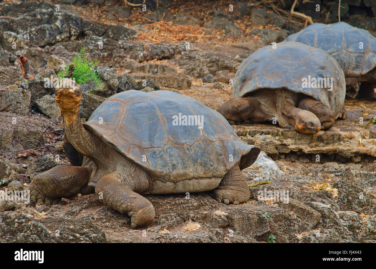 Galapagos tortoise, Galapagos giant tortoise (porteri) (Chelonodis ...