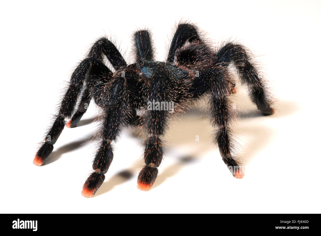 Whitetoe tarantula, Guyana pinktoe, Common pinktoe, Pinktoe tarantula ...