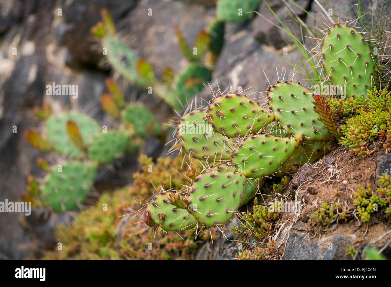 Prickly pear cactus, Brown-Spined Prickly Pear, Densely Spined Prickly ...
