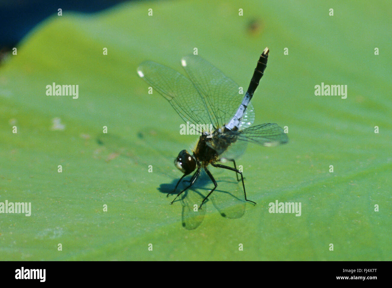 bulbous white-faced darter (Leucorrhinia caudalis), male, Germany Stock ...