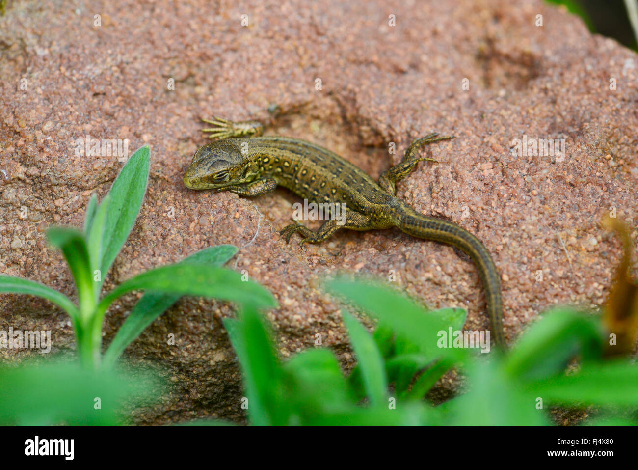 sand lizard (Lacerta agilis), young sand lizard at a natural stone wall ...