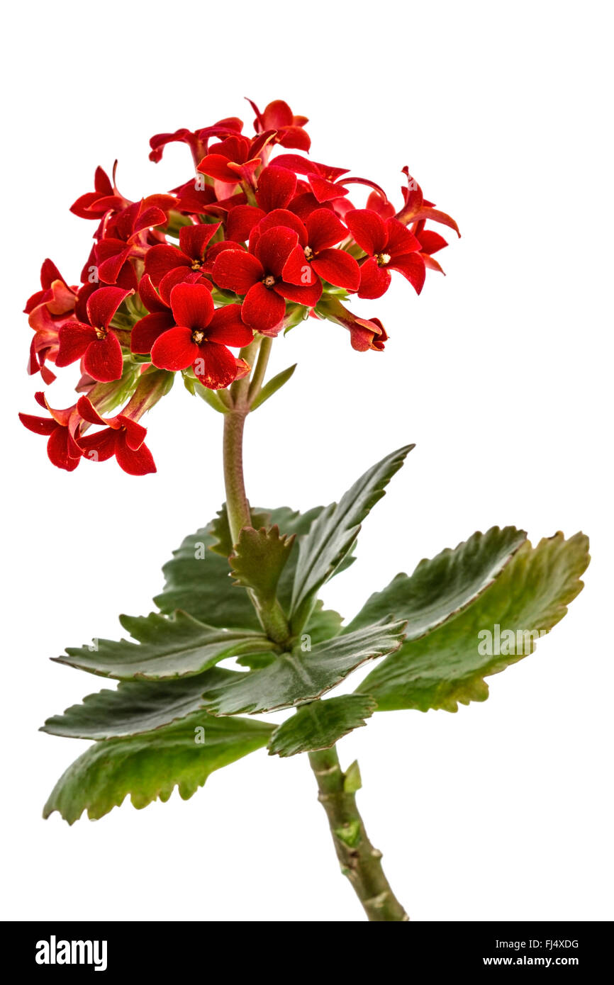 Flower Kalanchoe, tropical succulent, isolated on white background ...
