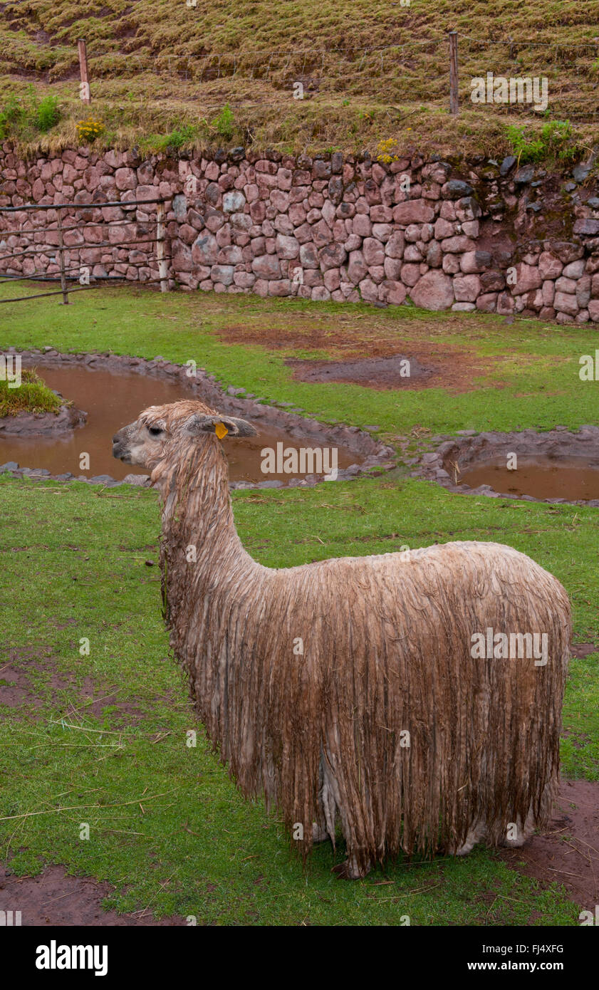 llama (Lama glama), wet llama in rain, Peru, Cuzco Stock Photo - Alamy