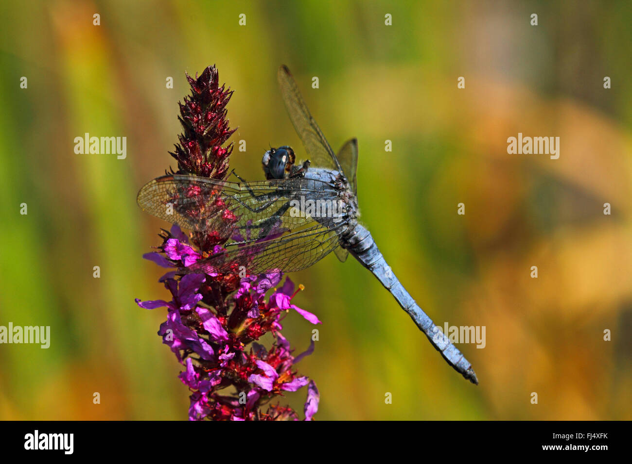 southern European skimmer (Orthetrum brunneum), male on purple ...