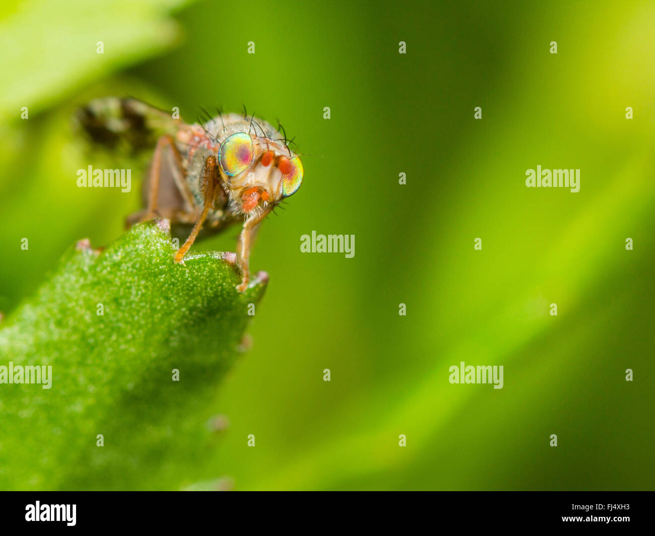 Tephritid fly (Tephritis neesii), female on ox-eye daisy (Leucanthemum ...