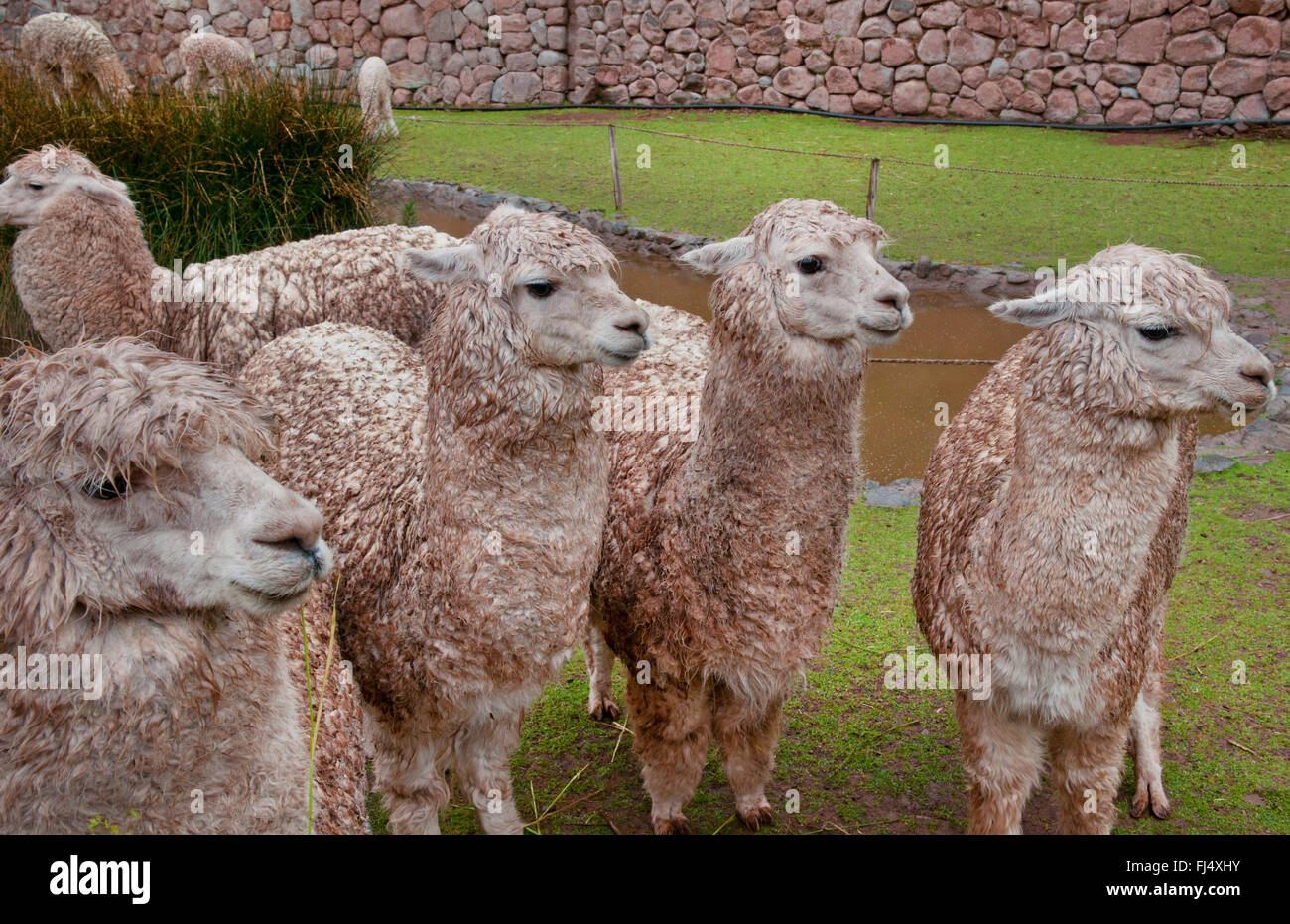 Wet llamas in rain hi-res stock photography and images - Alamy